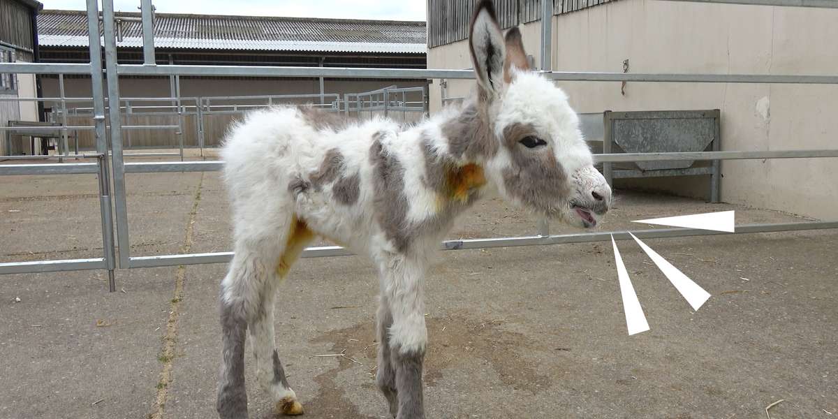 Orphaned Baby Donkey Cried For Days Until He Found A New Mom - Videos ...