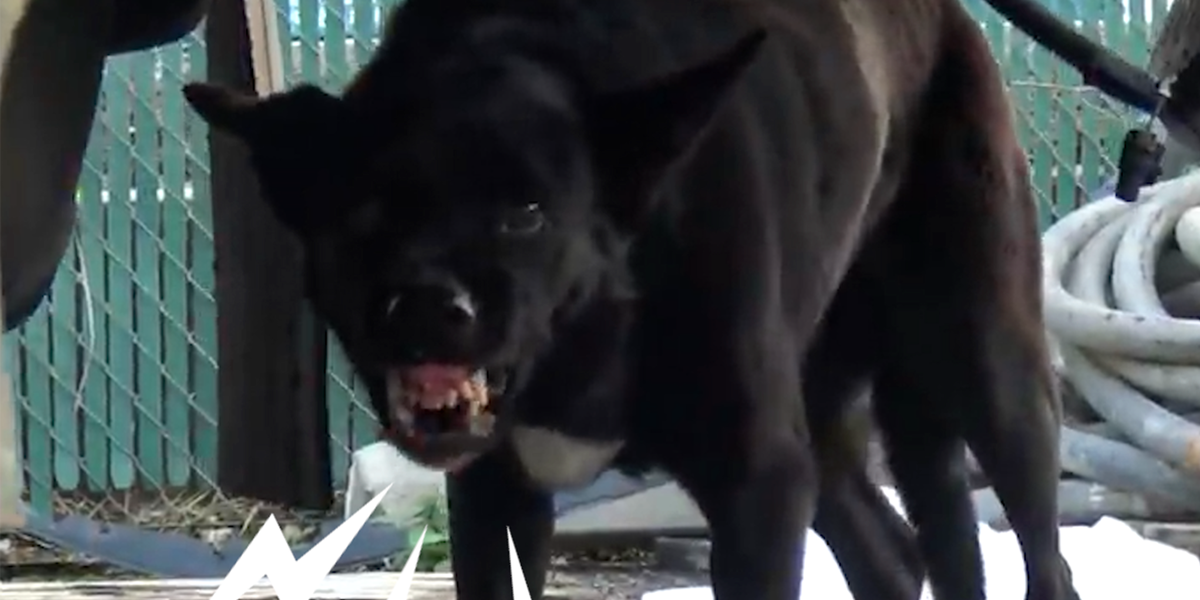 Aggressive Dog Learns To Trust The People Rescuing Her - Videos - The Dodo