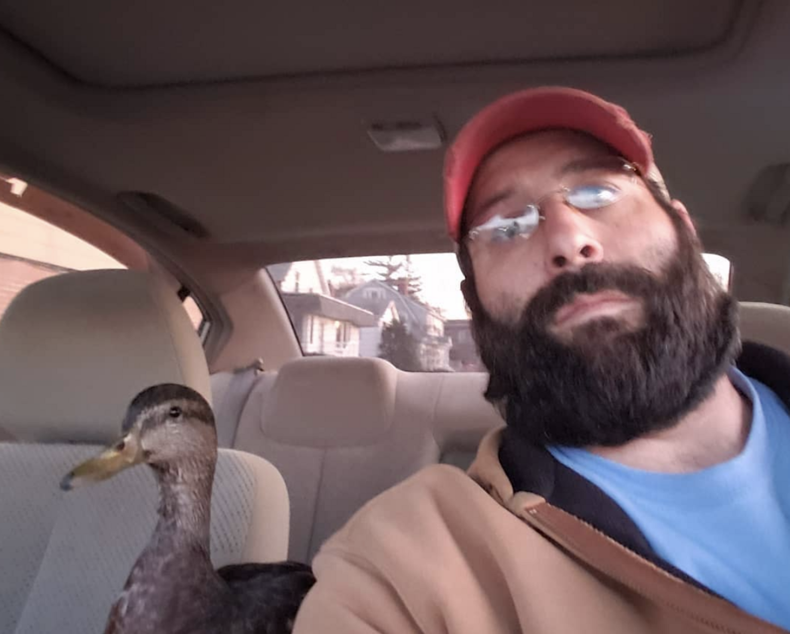 Rescue Duck Always Comes Back To Man Who Saved His Life - The Dodo