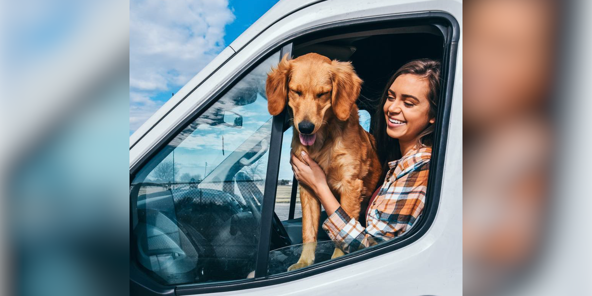 How To Live In A Van With Your Dogs - Videos - The Dodo