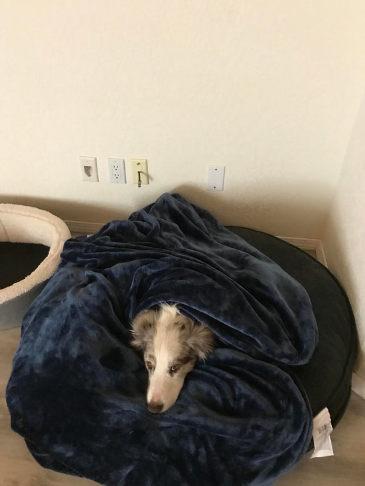 Dog Insists On Being Tucked Into Bed Every Single Night - The Dodo