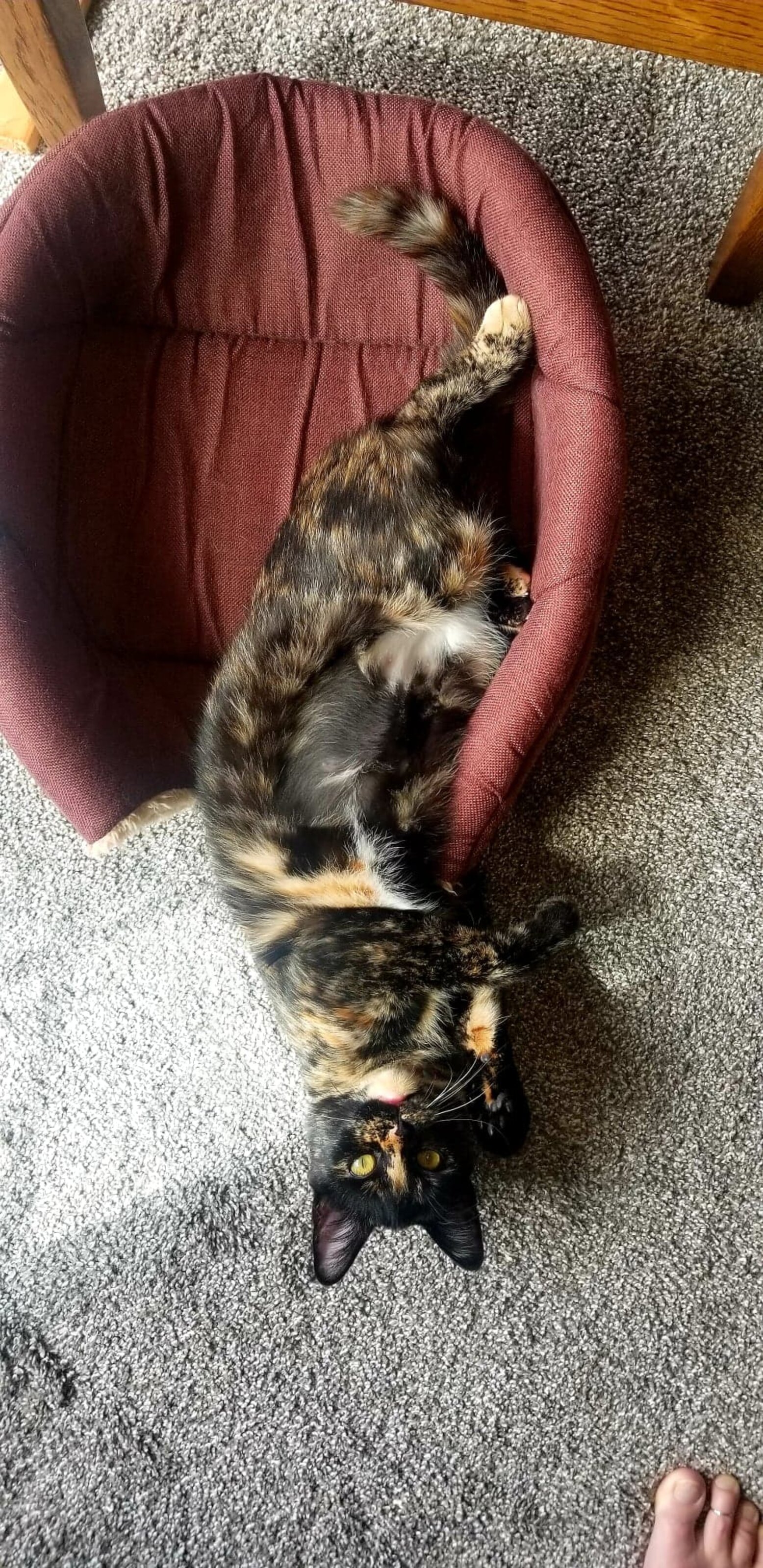 Cat Is Very Offended By Sign Her Mom Makes - The Dodo