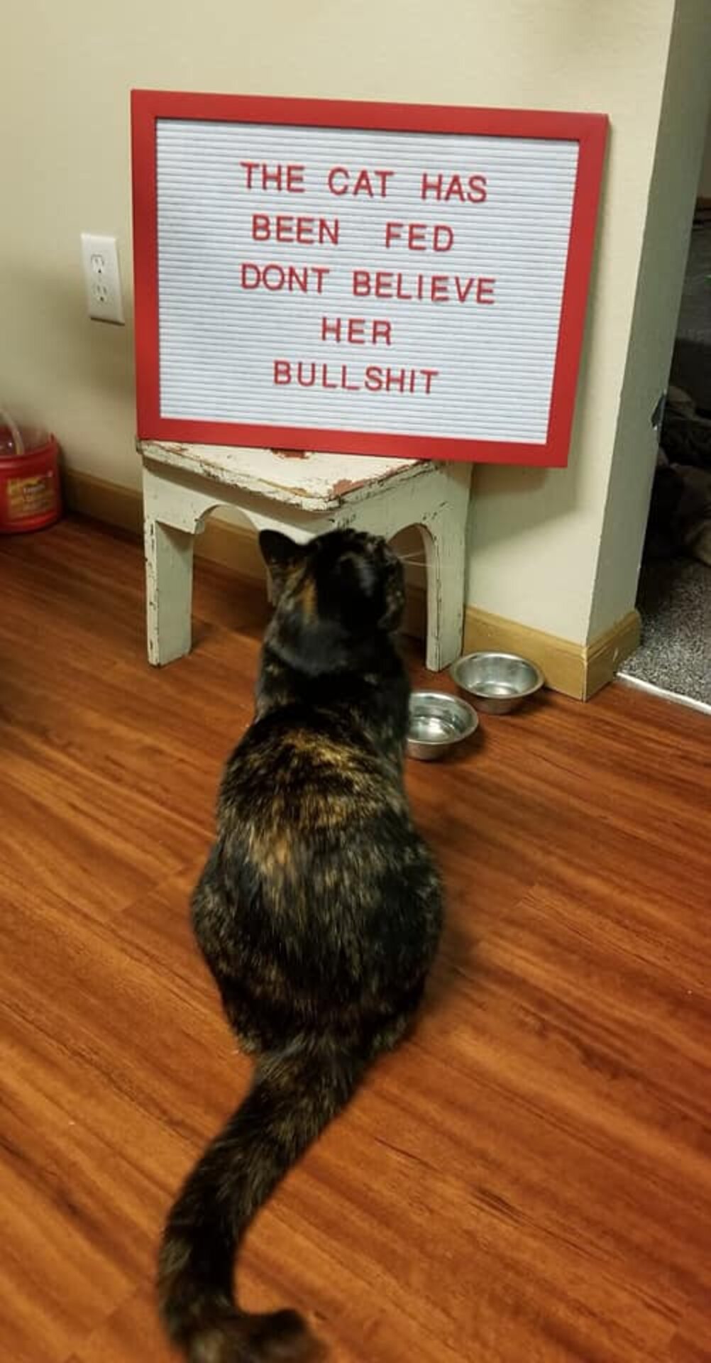 Cat Is Very Offended By Sign Her Mom Makes - The Dodo