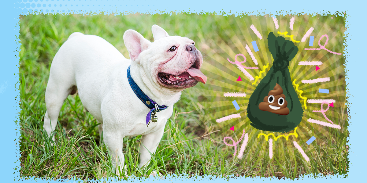 These Are The Best Dog Poop Bags - The Dodo