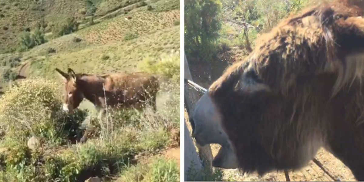 Man And Donkey Cry With Joy While Reuniting After Quarantine - The Dodo