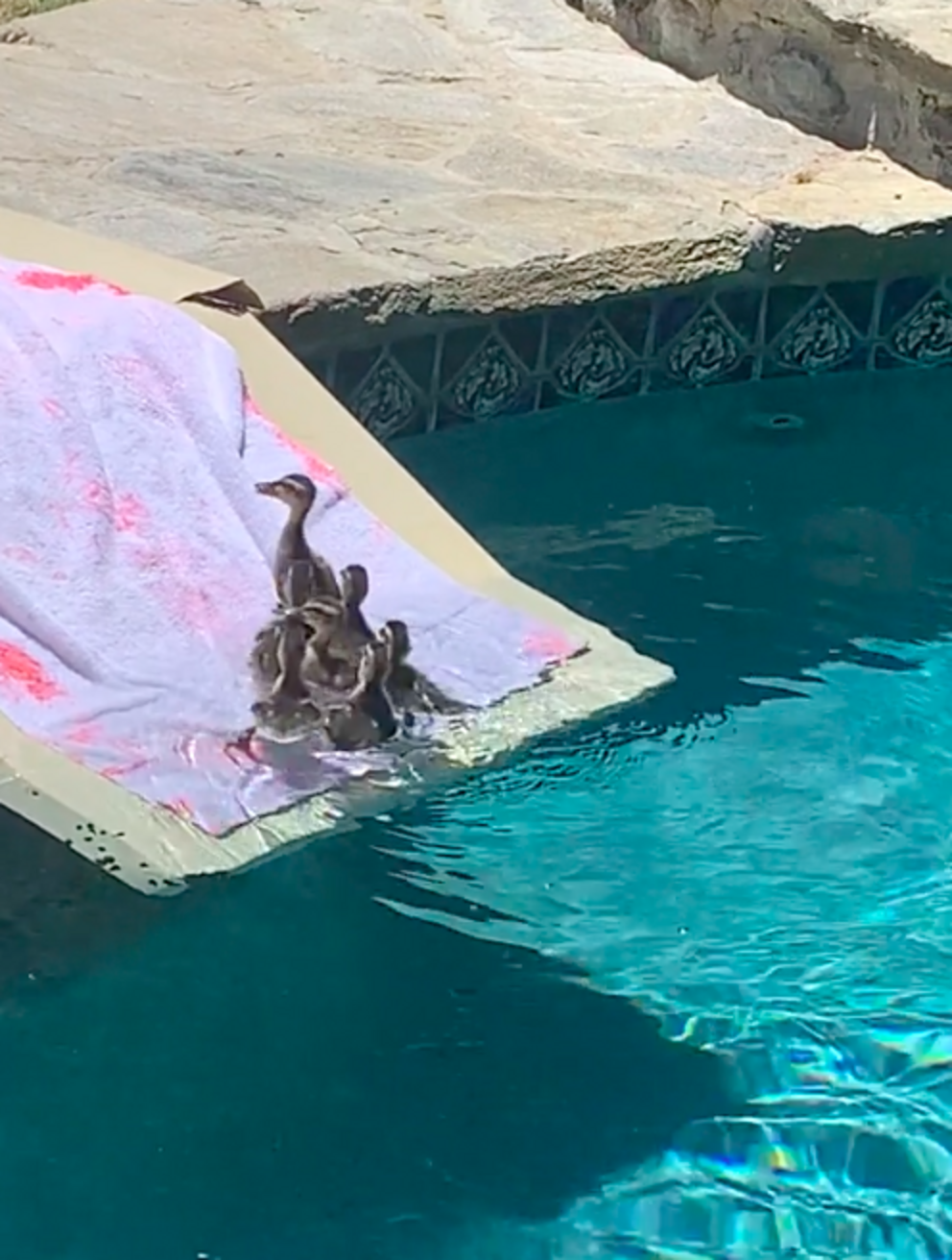 Guy Builds A Ramp To Help Ducklings Stranded In Pool - The Dodo