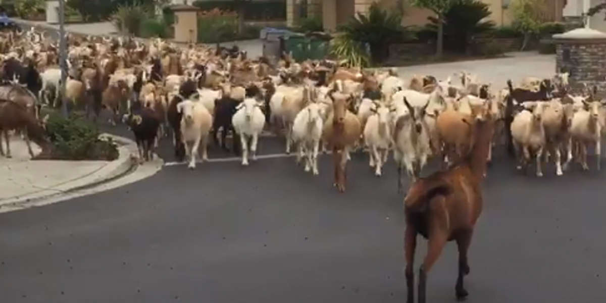 Huge Herd Of Goats Sneaks Off To Take A Stroll Through Neighborhood ...