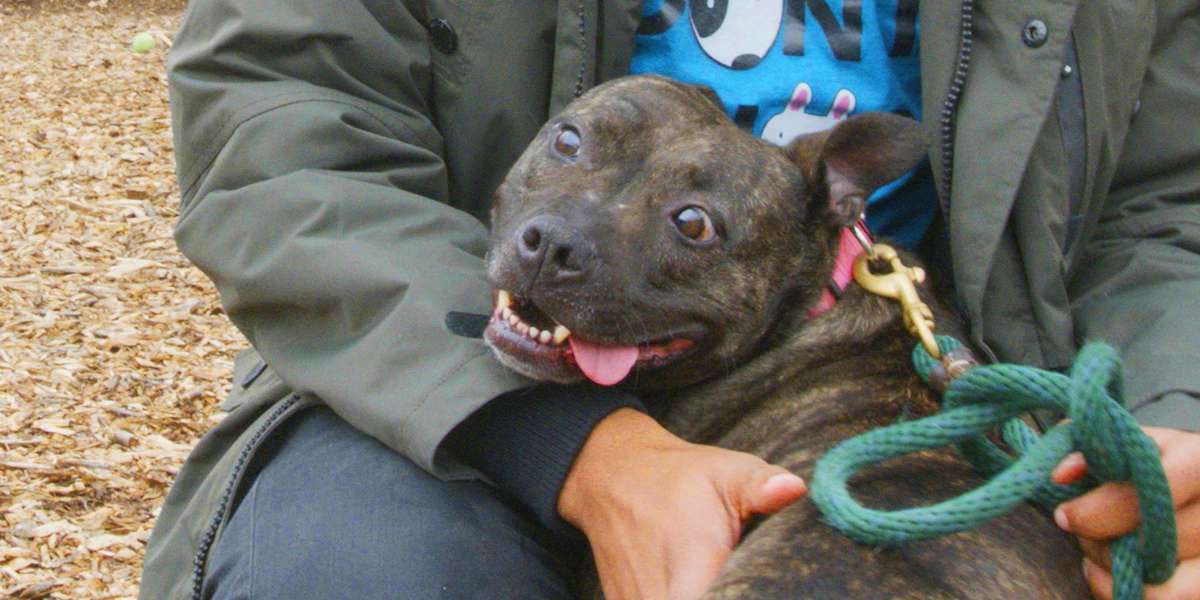 Blind Dog Stuck In Shelter For 6 Years Is So Happy To Get Out - Videos ...