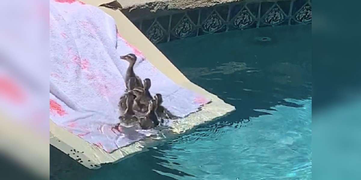Guy Builds A Ramp To Help Ducklings Stranded In Pool - The Dodo