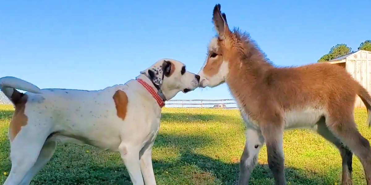 Dog Becomes Obsessed With A Newborn Donkey - Videos - The Dodo