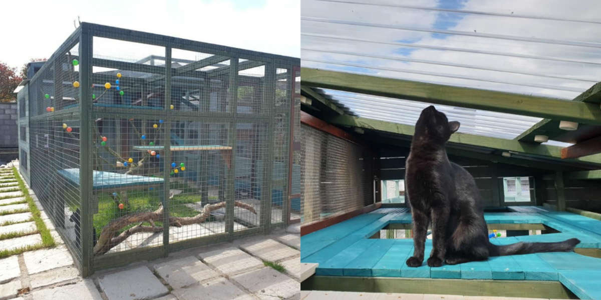Guy Builds Cats Coolest Outdoor Play Space Ever - The Dodo