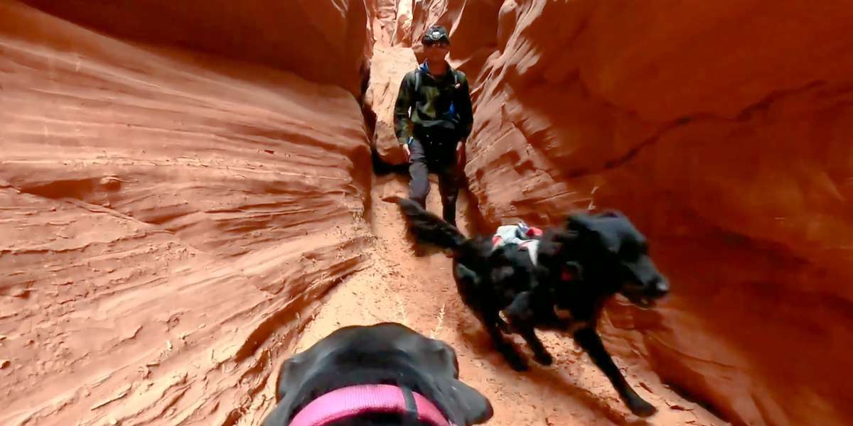 Guy Takes His Dogs Zip Lining Through Canyons - Videos - The Dodo