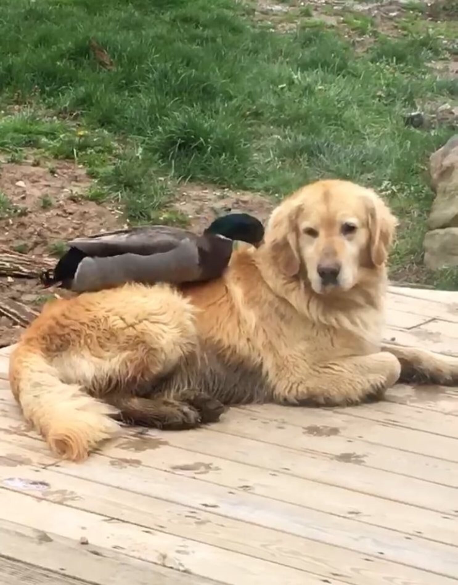 Duck Always Rides On Dog's Back Whenever They Go Swimming - The Dodo