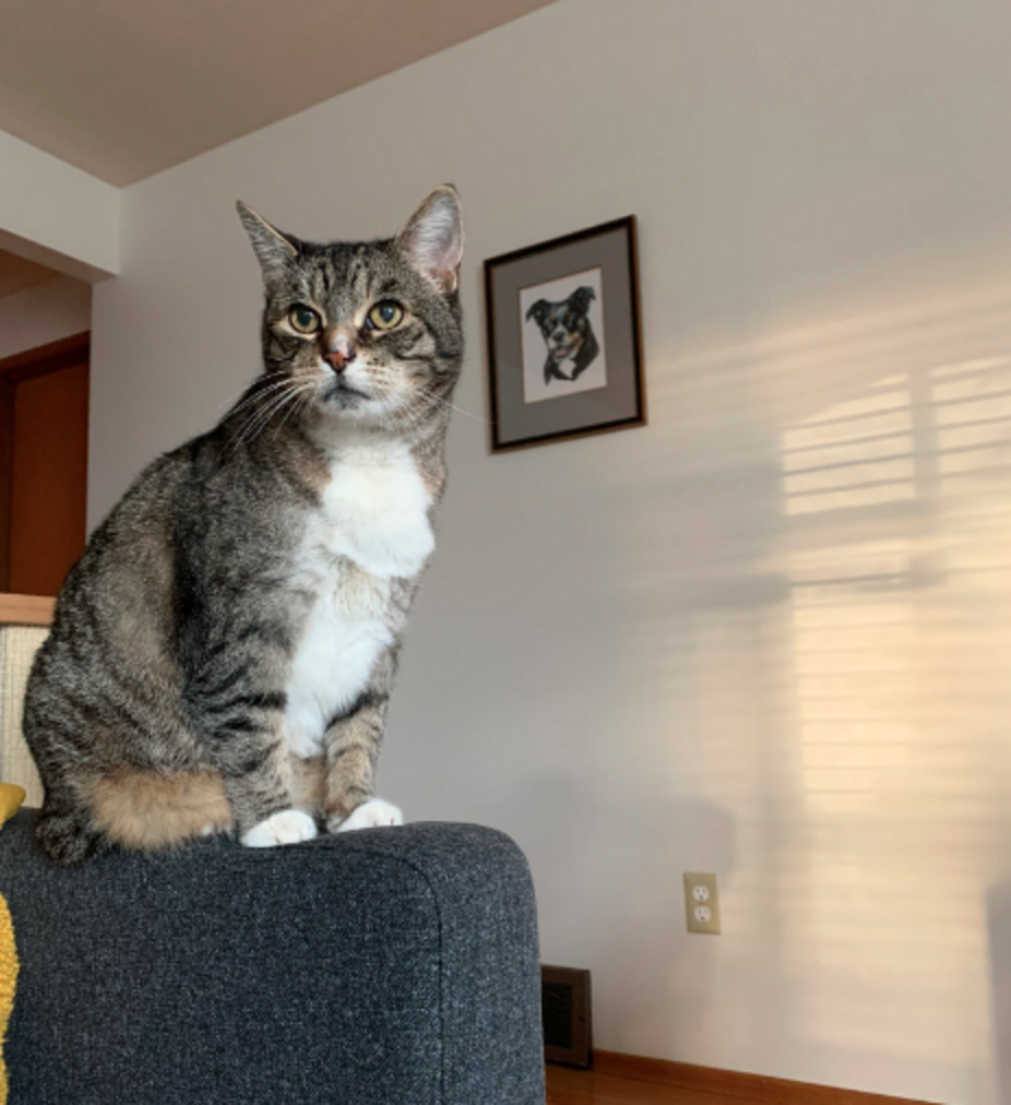 Cat Falls Madly In Love With A Little Cardboard Cutout Of Danny DeVito ...