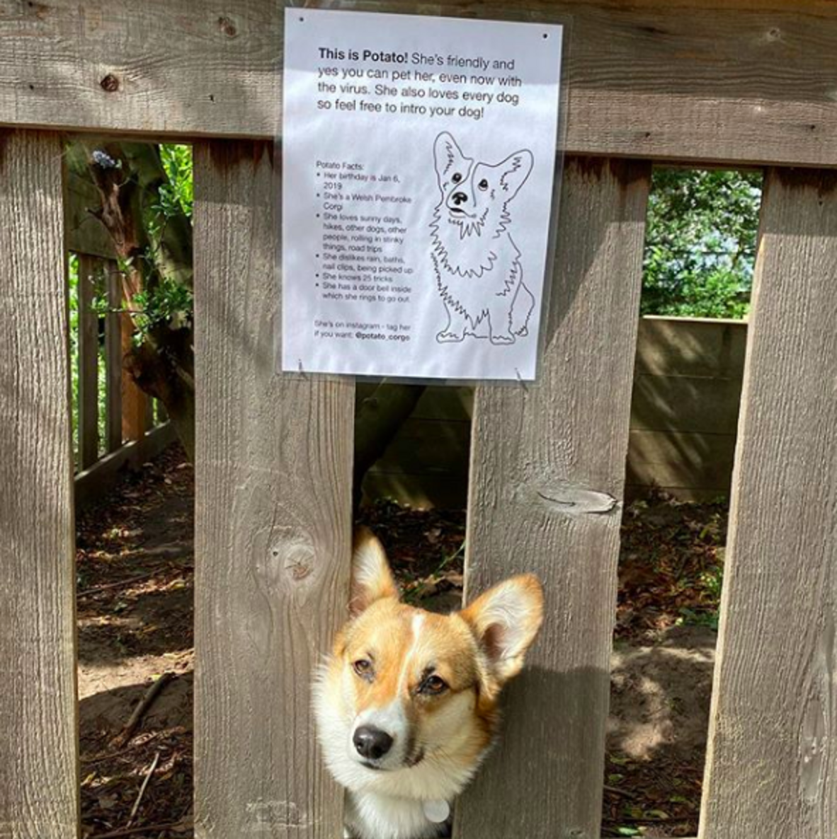 Corgi's Special Sign Brings Happiness To Everyone On Her Block - The Dodo