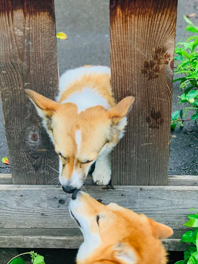 Corgi's Special Sign Brings Happiness To Everyone On Her Block - The Dodo