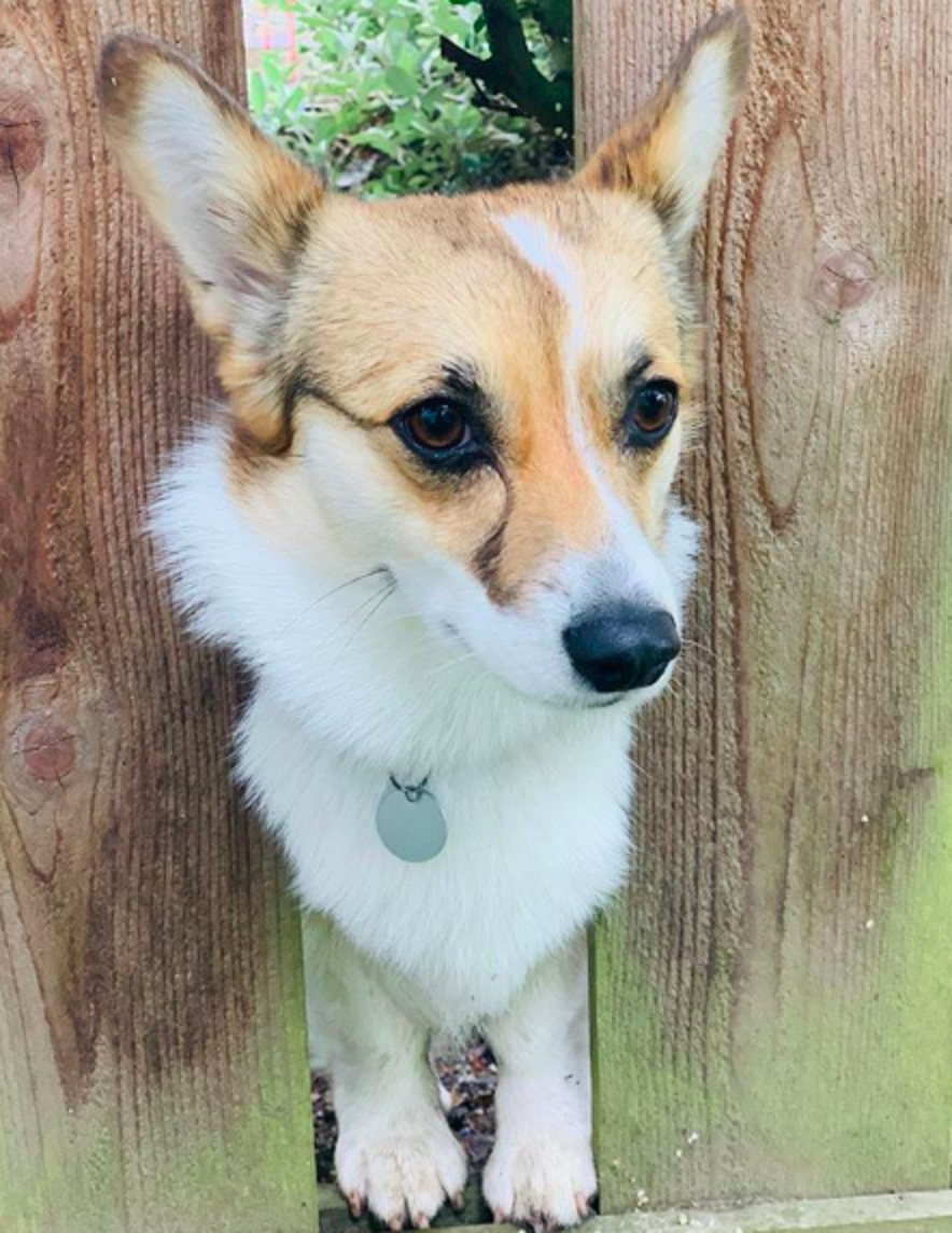 Corgi's Special Sign Brings Happiness To Everyone On Her Block - The Dodo