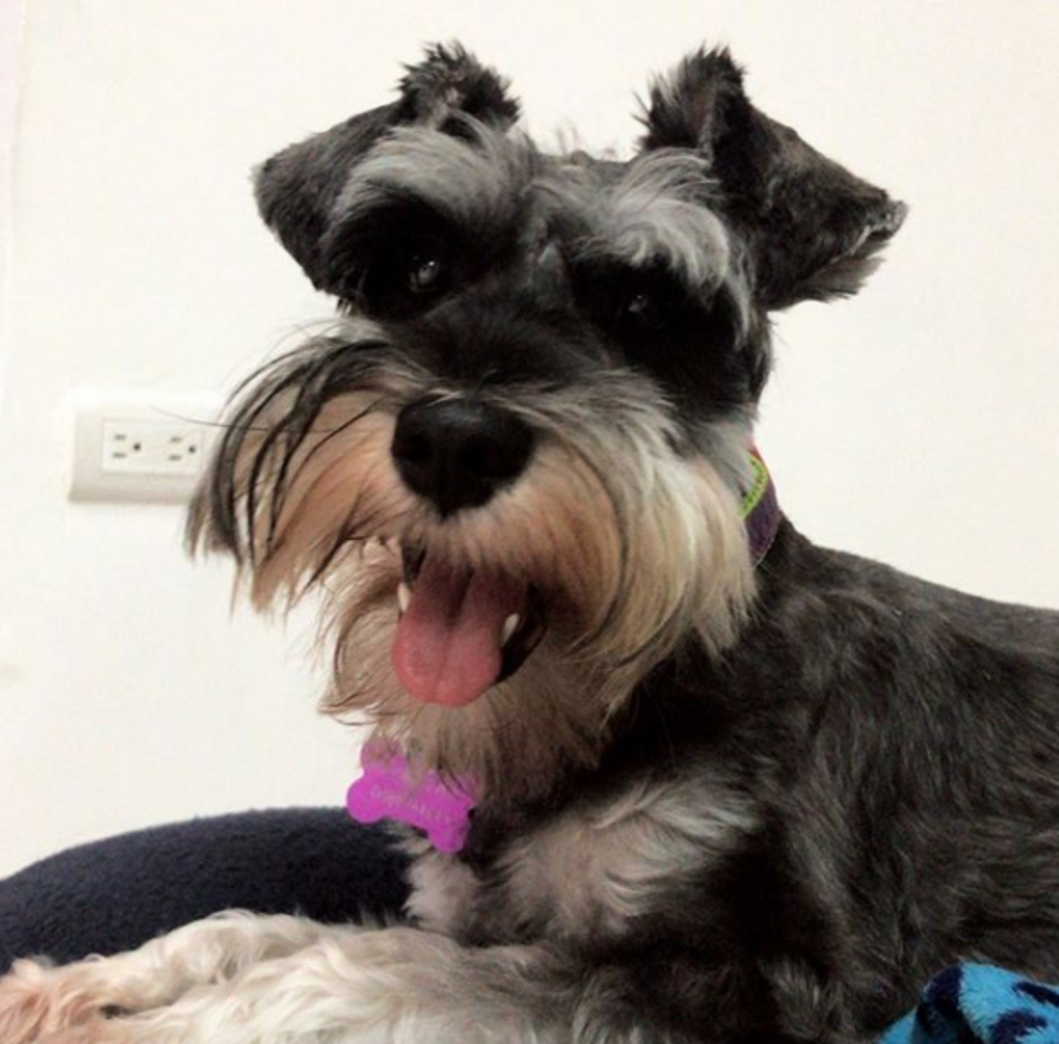 'Romeo' Dog Sneaks Out To Visit His True Love On Her Balcony - The Dodo