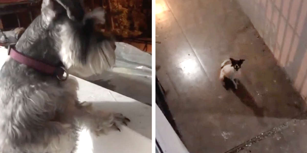 'Romeo' Dog Sneaks Out To Visit His True Love On Her Balcony - The Dodo