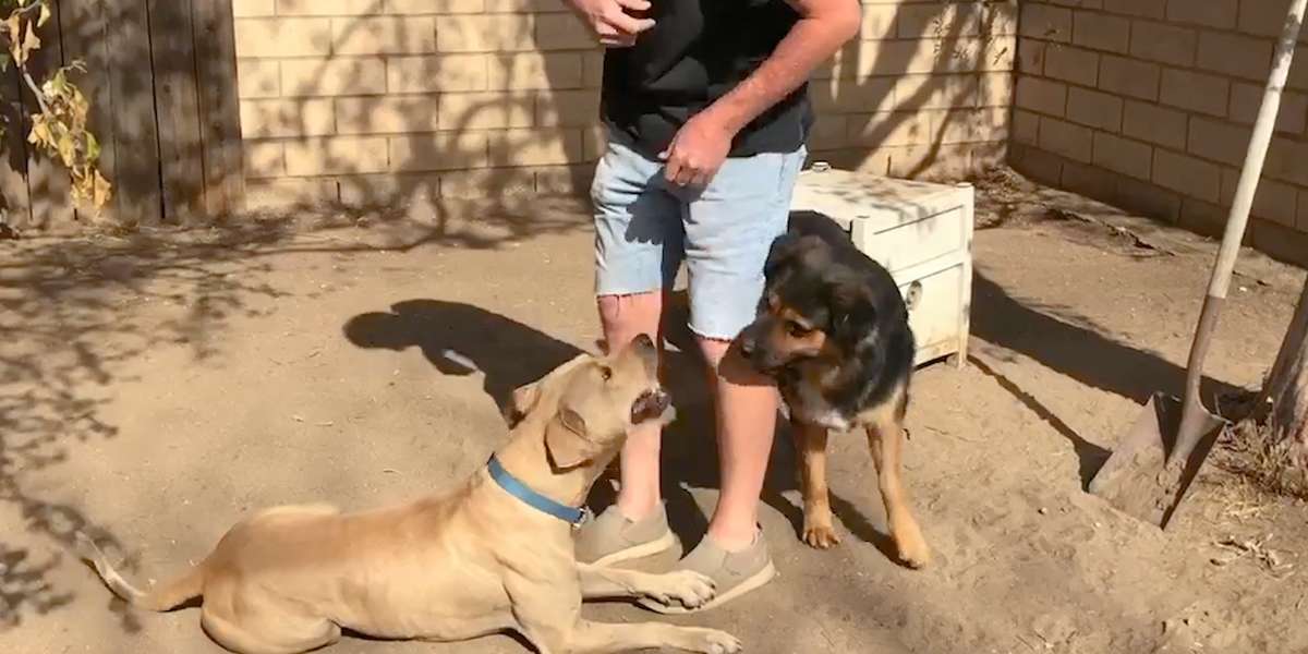 These Stray Dogs Rescued Each Other - Videos - The Dodo