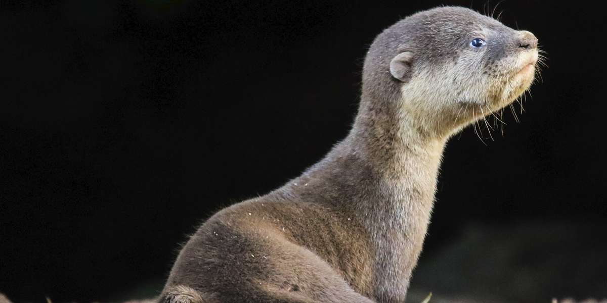 Lost Baby Otter Reunited With His Family - Videos - The Dodo