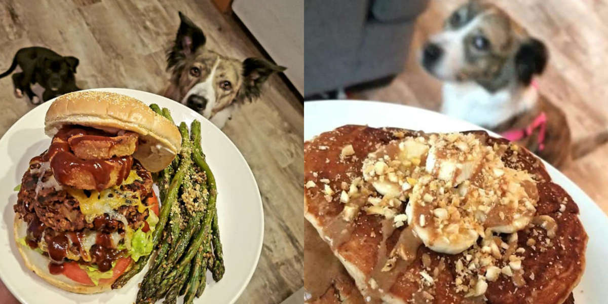 Dogs Always Sneak Into Mom's Food Photos - The Dodo