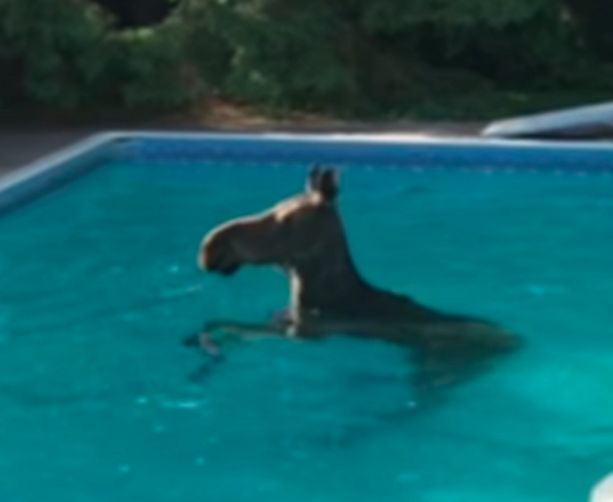 Ottawa Man Wakes Up To Find A Moose In His Pool - The Dodo