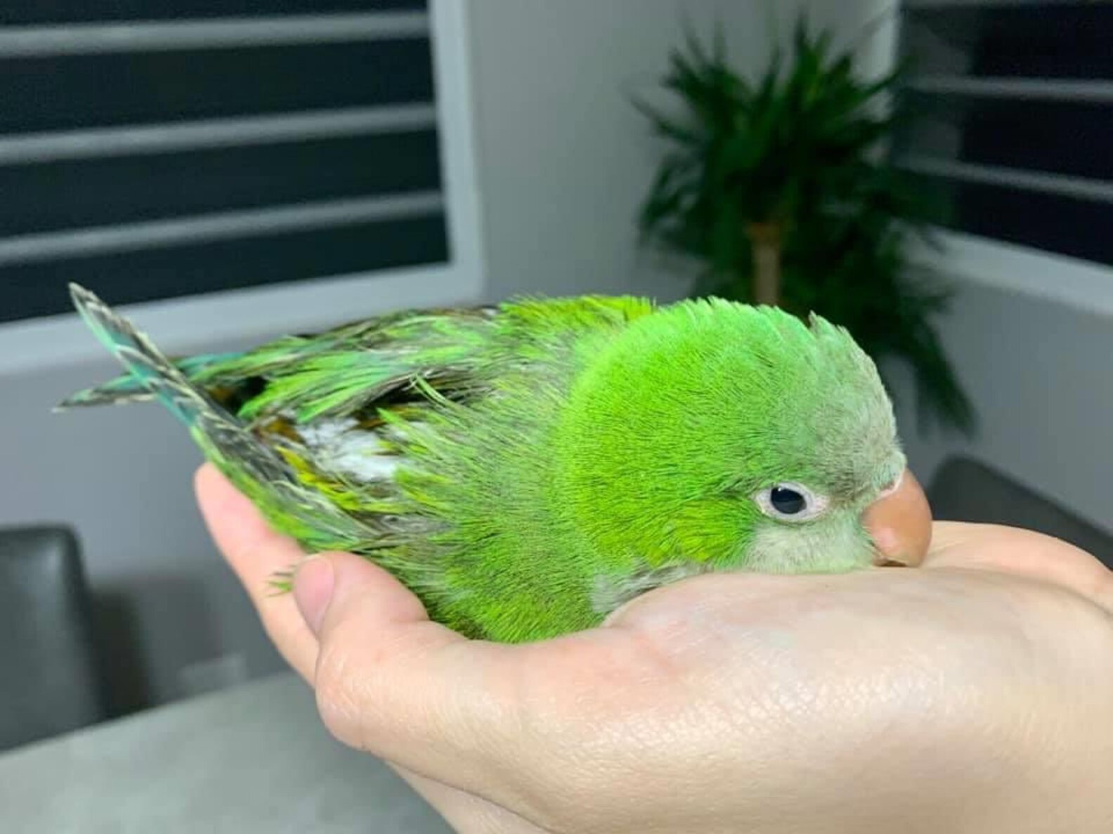 Dog Saves A Baby Bird And Decides He's Her Big Brother Now - The Dodo
