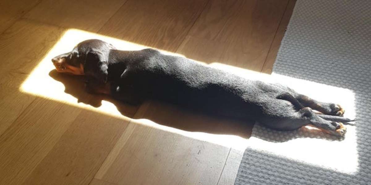 Puppy Always Finds The Perfect Spot In The Sun To Nap In - The Dodo