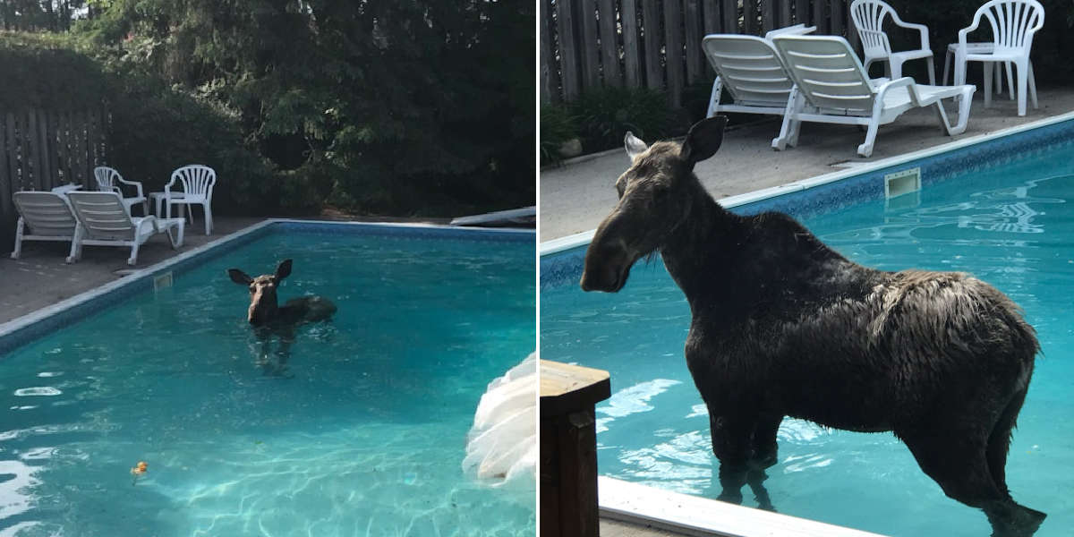 Ottawa Man Wakes Up To Find A Moose In His Pool - The Dodo