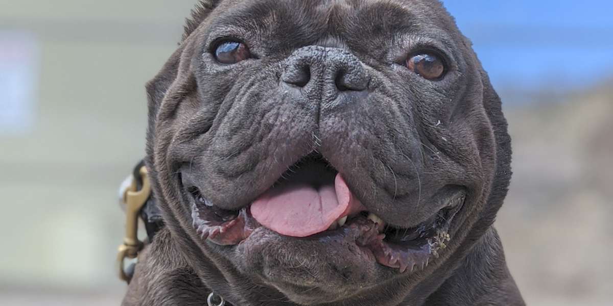 This Dog Is The Most Perfect Little Potato - Videos - The Dodo