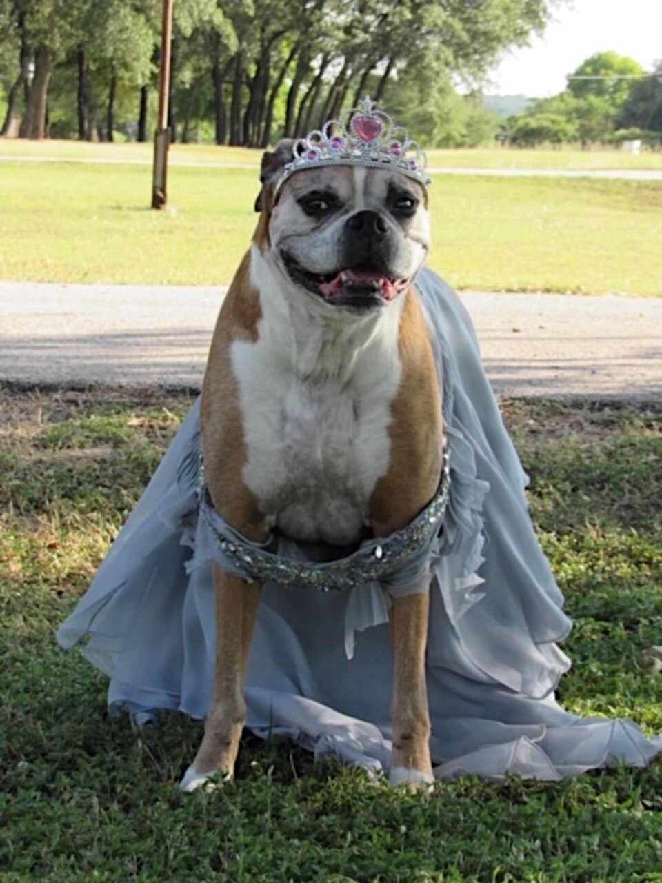 Teen Holds His Own Prom With Dog After His School's Was Cancelled - The ...