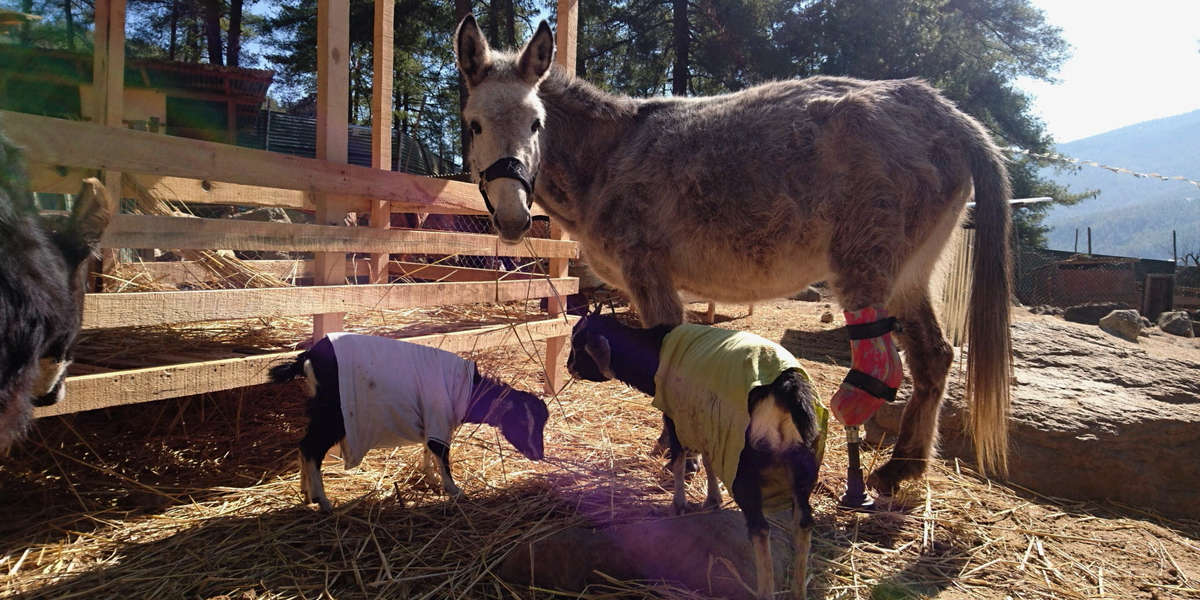 Besa the Donkey Finally Gets to Run - Videos - The Dodo