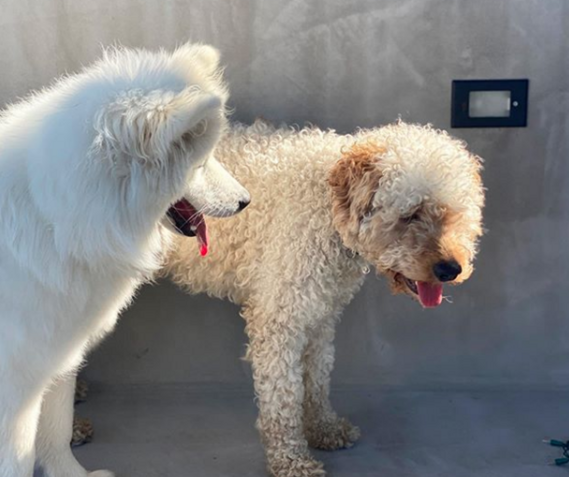 Dog With A Sad Past Is So Happy He Got A Second Chance - The Dodo