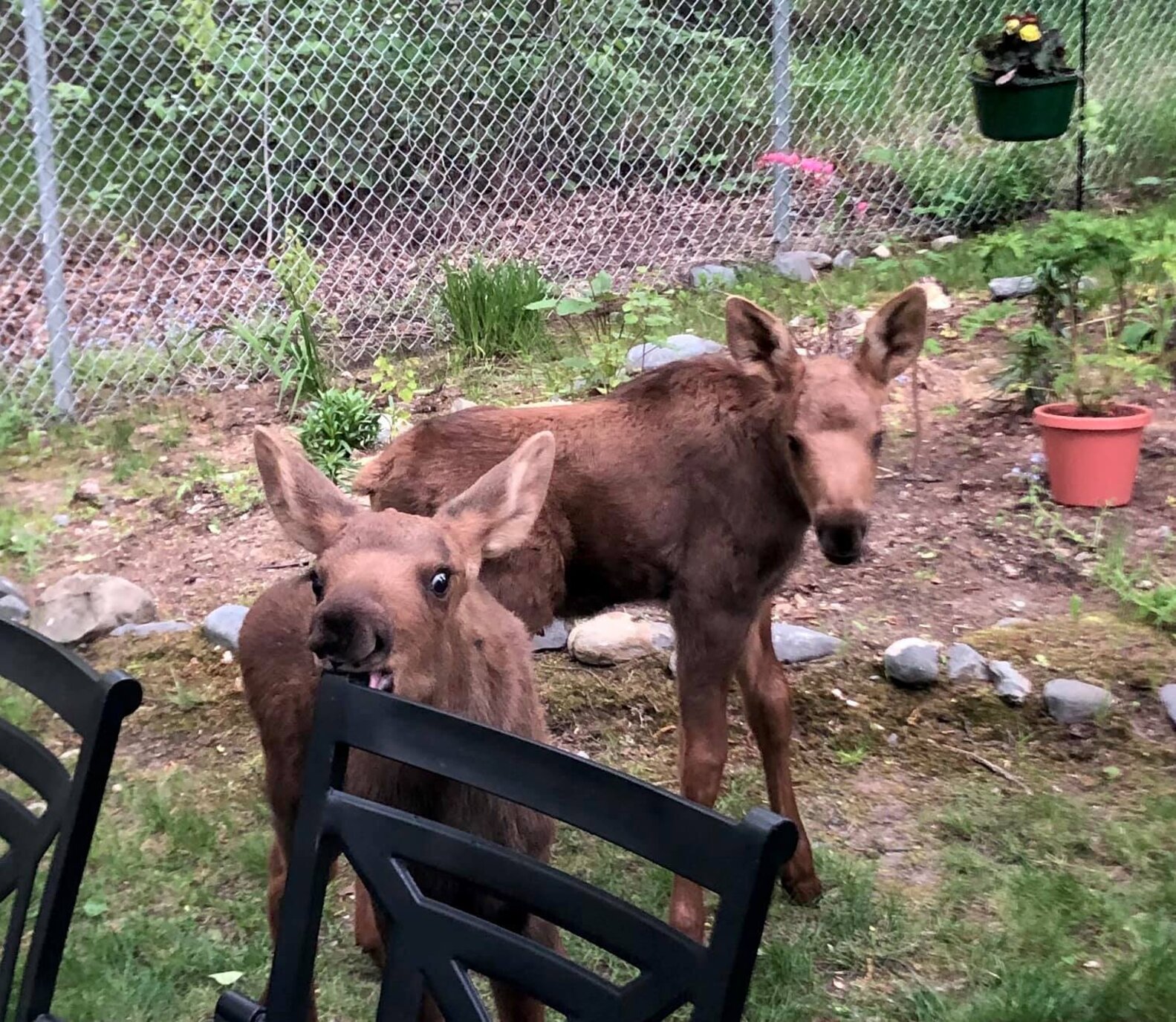 Mother Moose And Twin Calves Take Over Man's Backyard - The Dodo