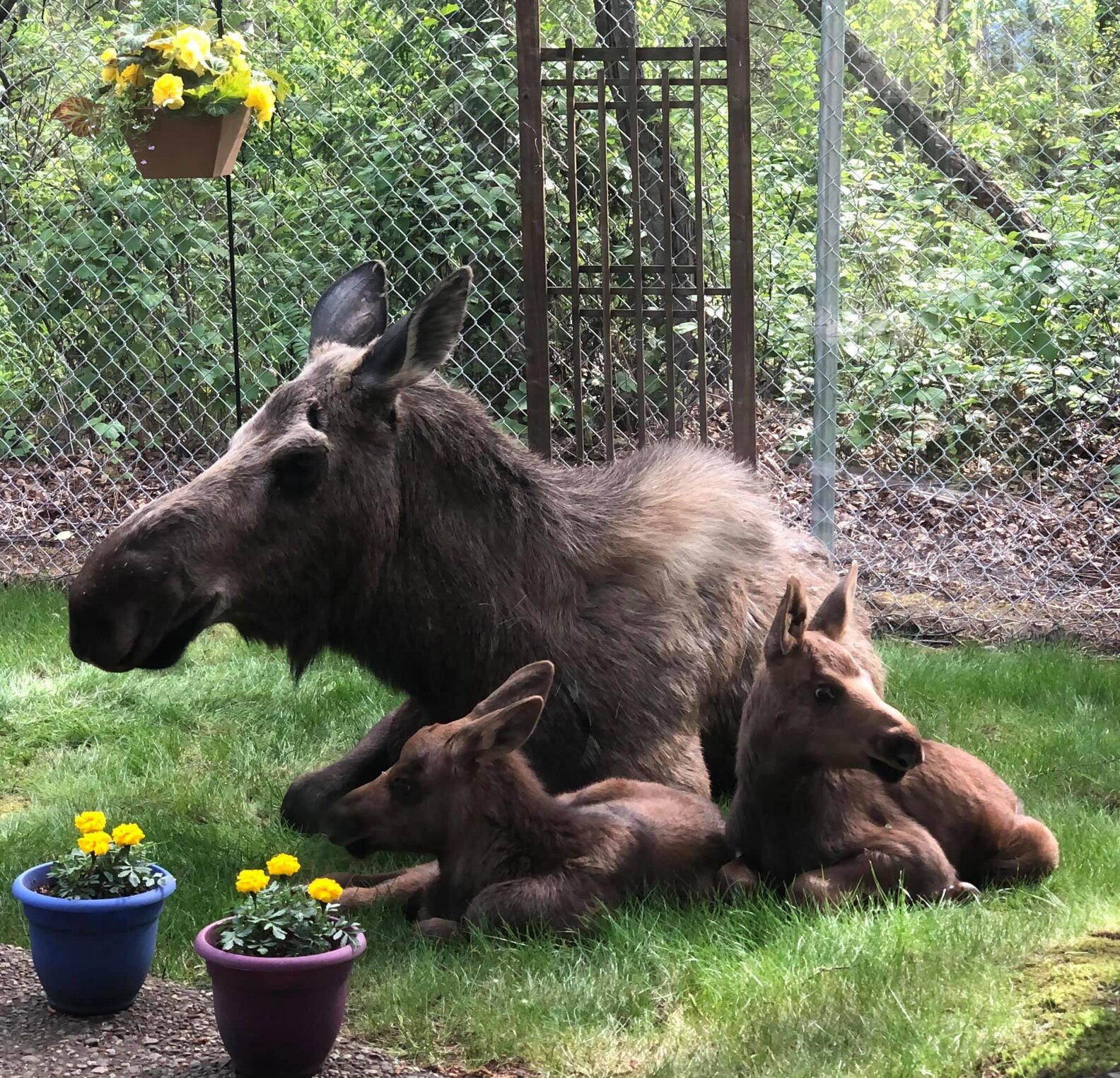 Mother Moose And Twin Calves Take Over Man's Backyard - The Dodo