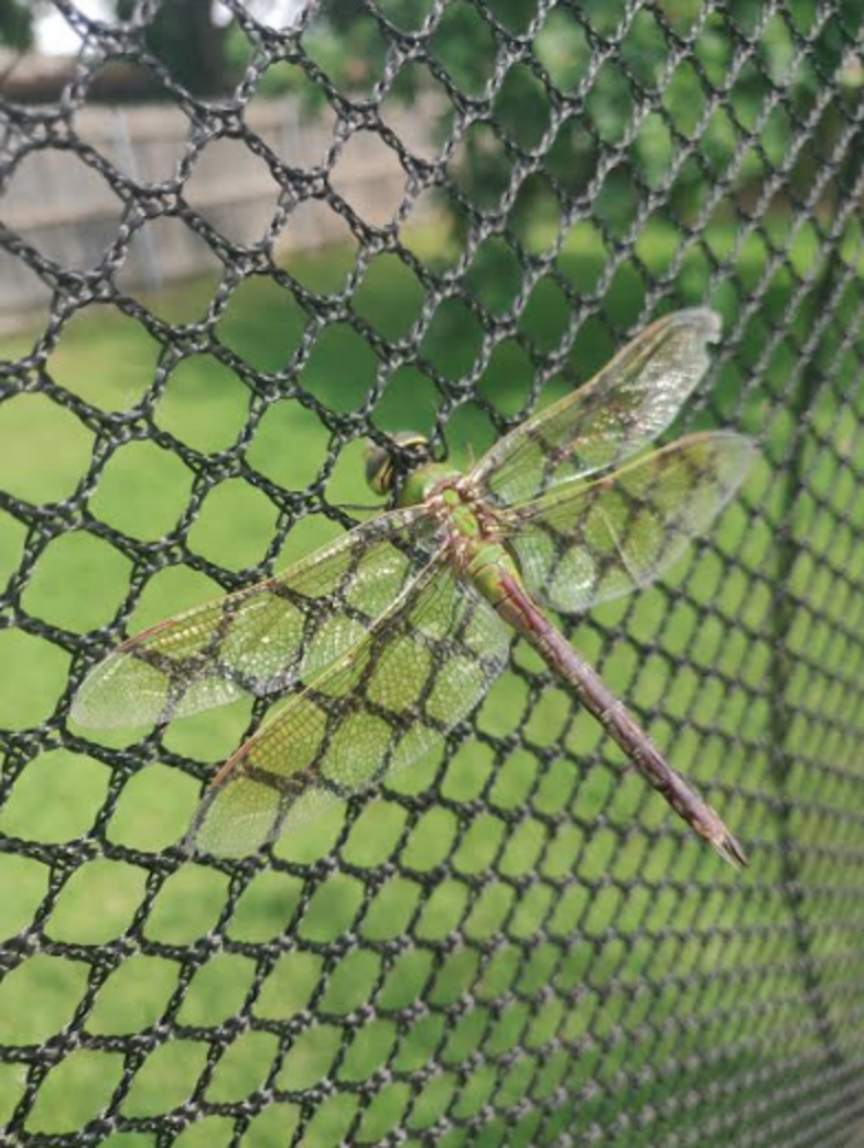 Hero Dad Rescues Dragonfly Trapped In Net - The Dodo