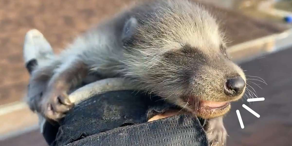 Mama Raccoon And Her Babies Hiding In An Attic - Videos - The Dodo