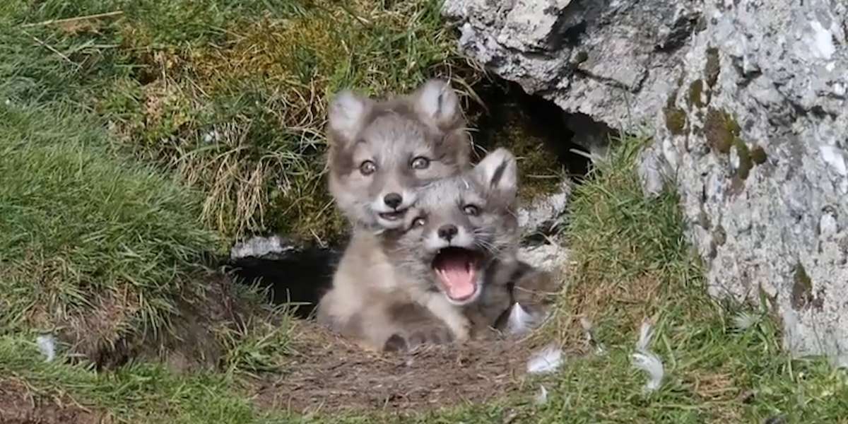 Baby Animals Are Pure Joy - Videos - The Dodo