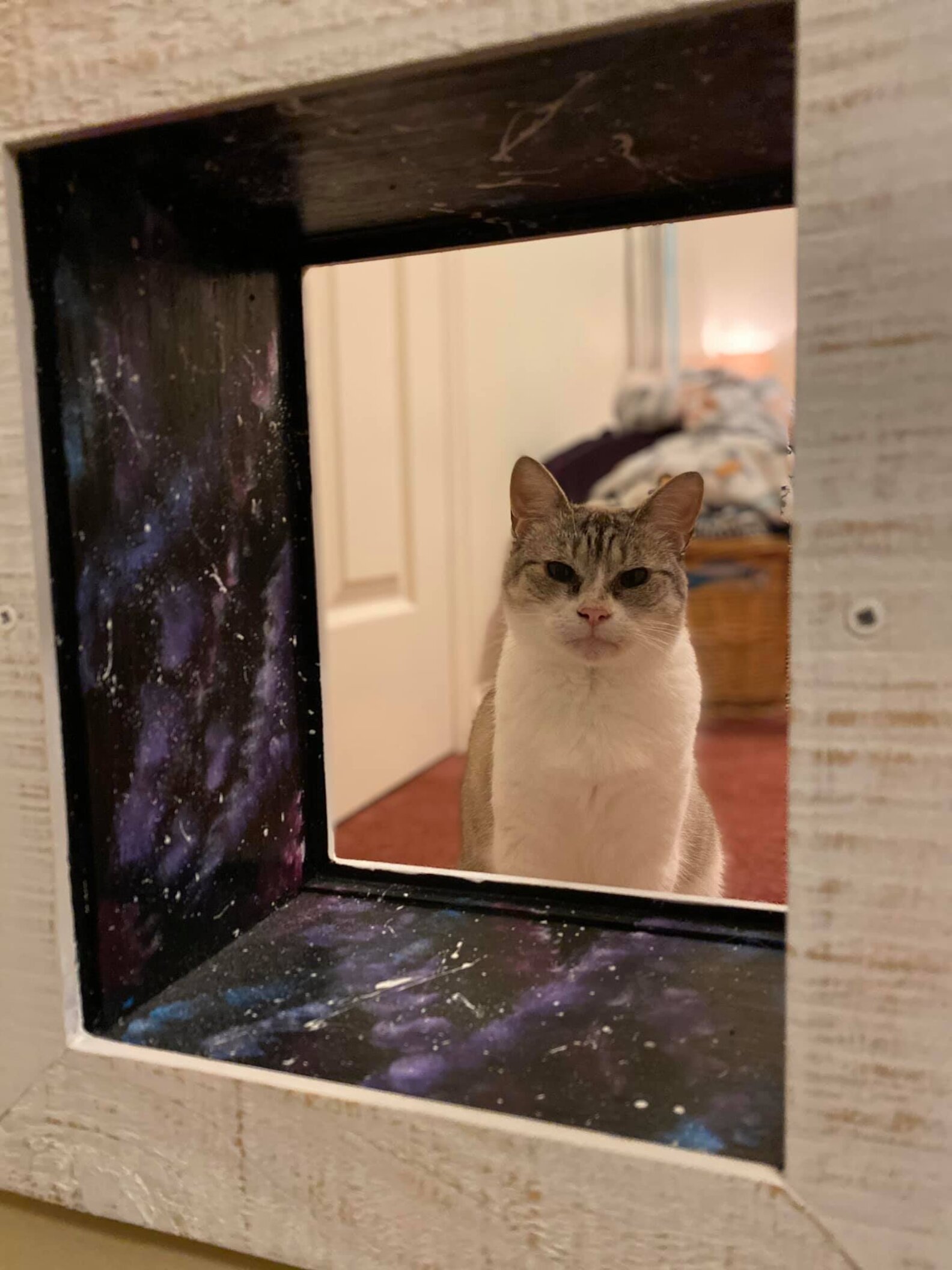 Family Builds Special Cat Passageway - The Dodo