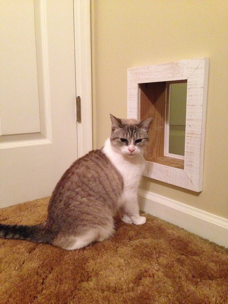 Family Builds Special Cat Passageway - The Dodo
