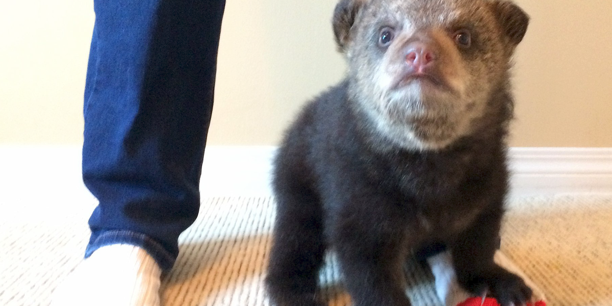 Rescued Baby Bear Slowly Falls In Love With His New Friend - Videos ...