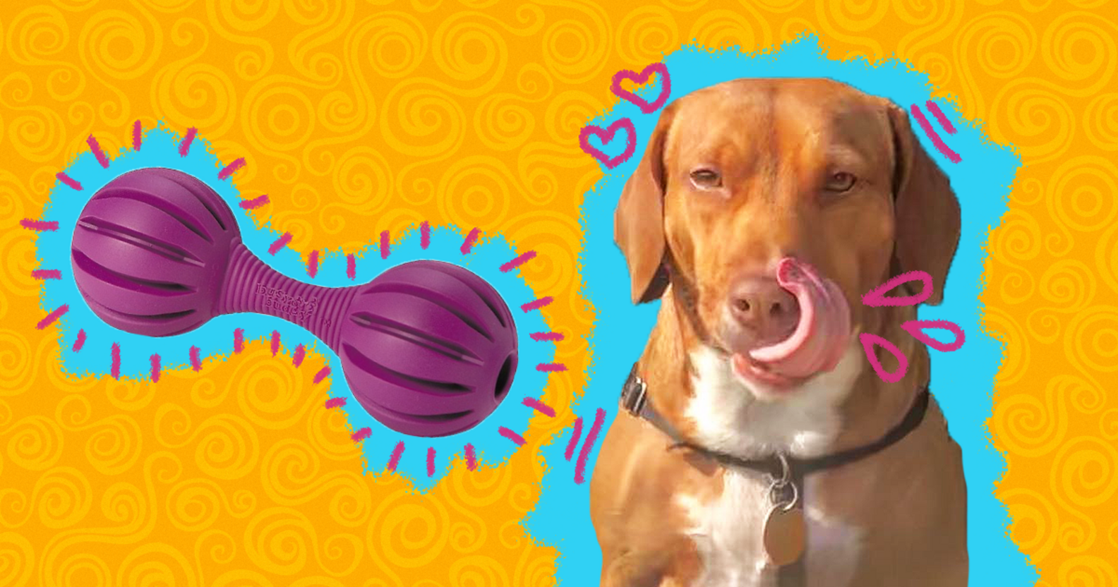 Dodo Review: Our Dogs Love This Busy Buddy Treat Dispenser - The Dodo