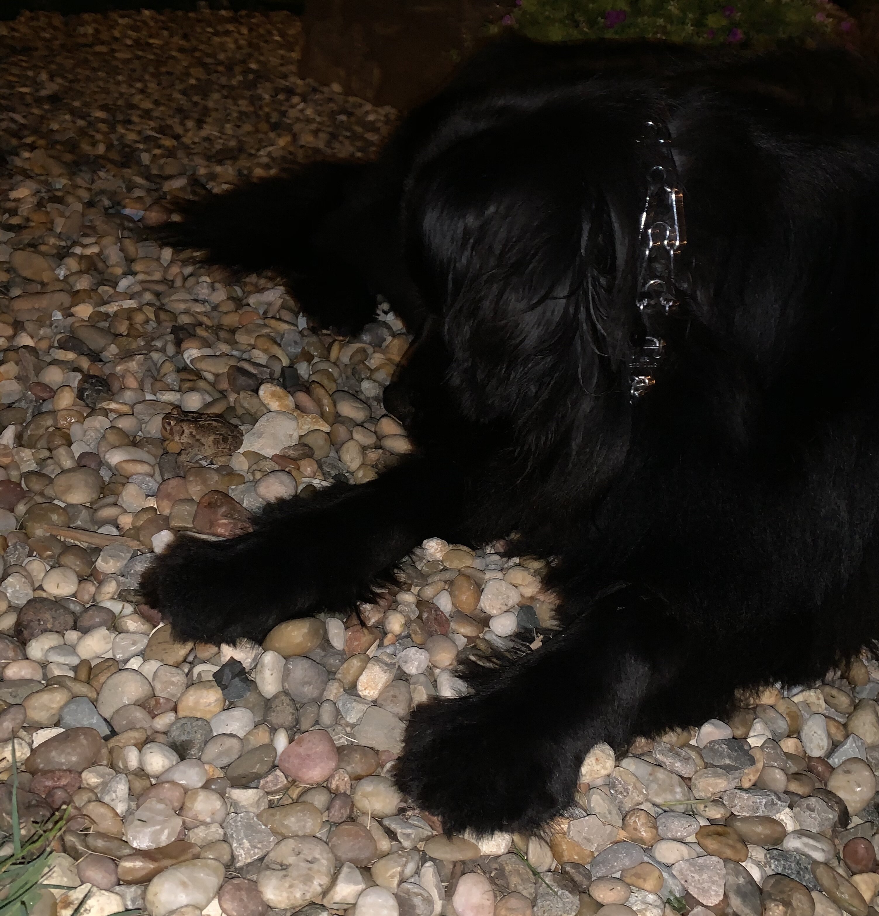 Dog And Wild Toad Best Friends Meet Every Night - The Dodo