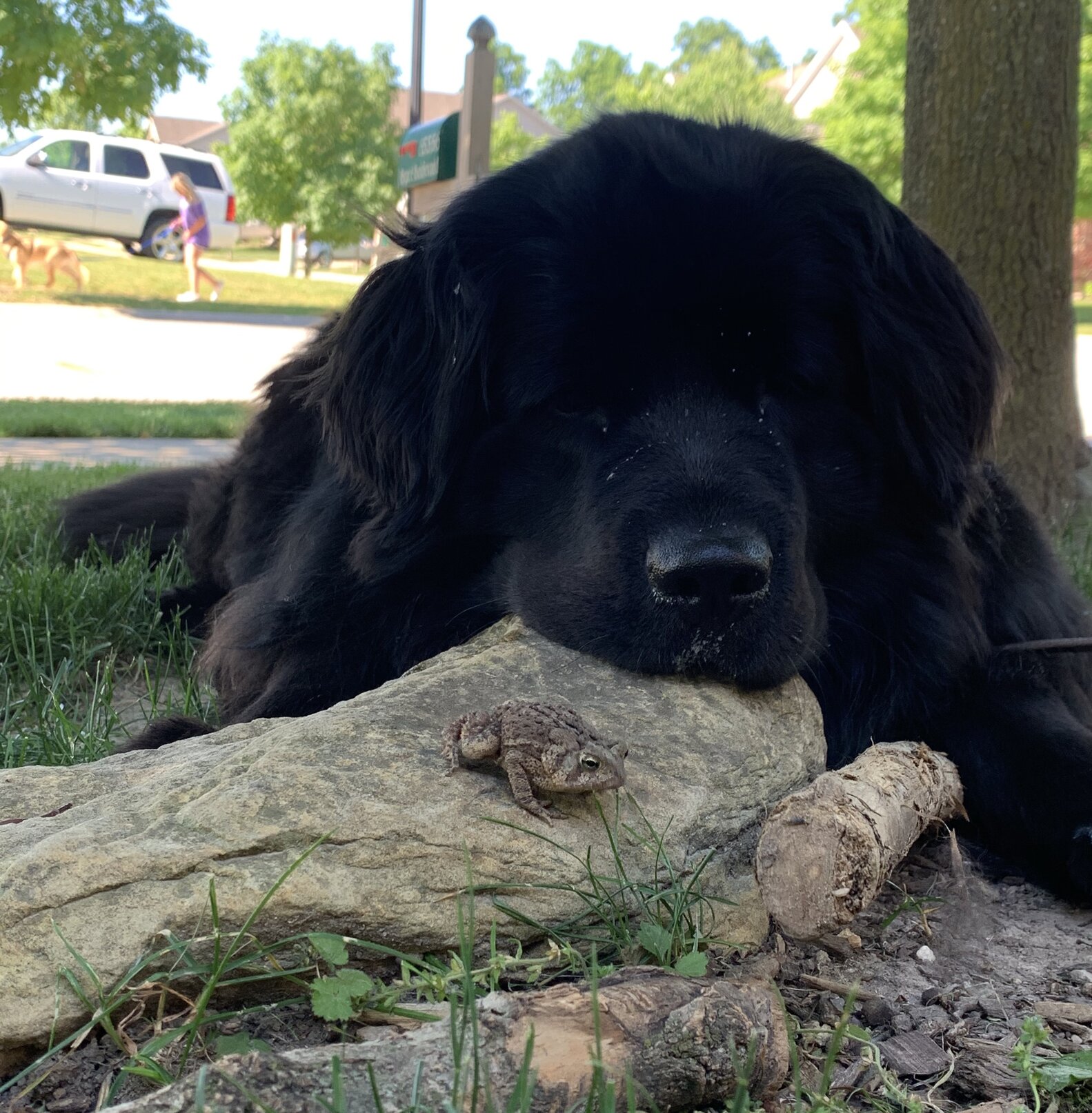 Dog And Wild Toad Best Friends Meet Every Night - The Dodo