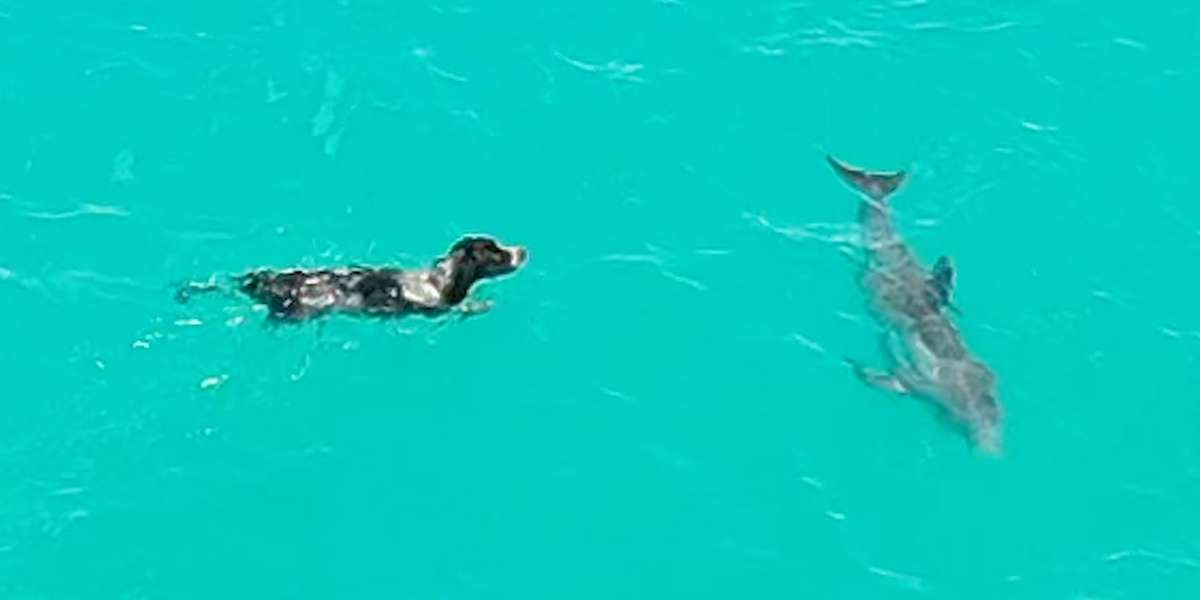 Dog And Wild Dolphin Play Whenever They See Each Other - Videos - The Dodo