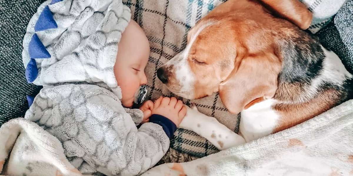 Dog And His Baby Brother Share Every Milestone Together - Videos - The Dodo