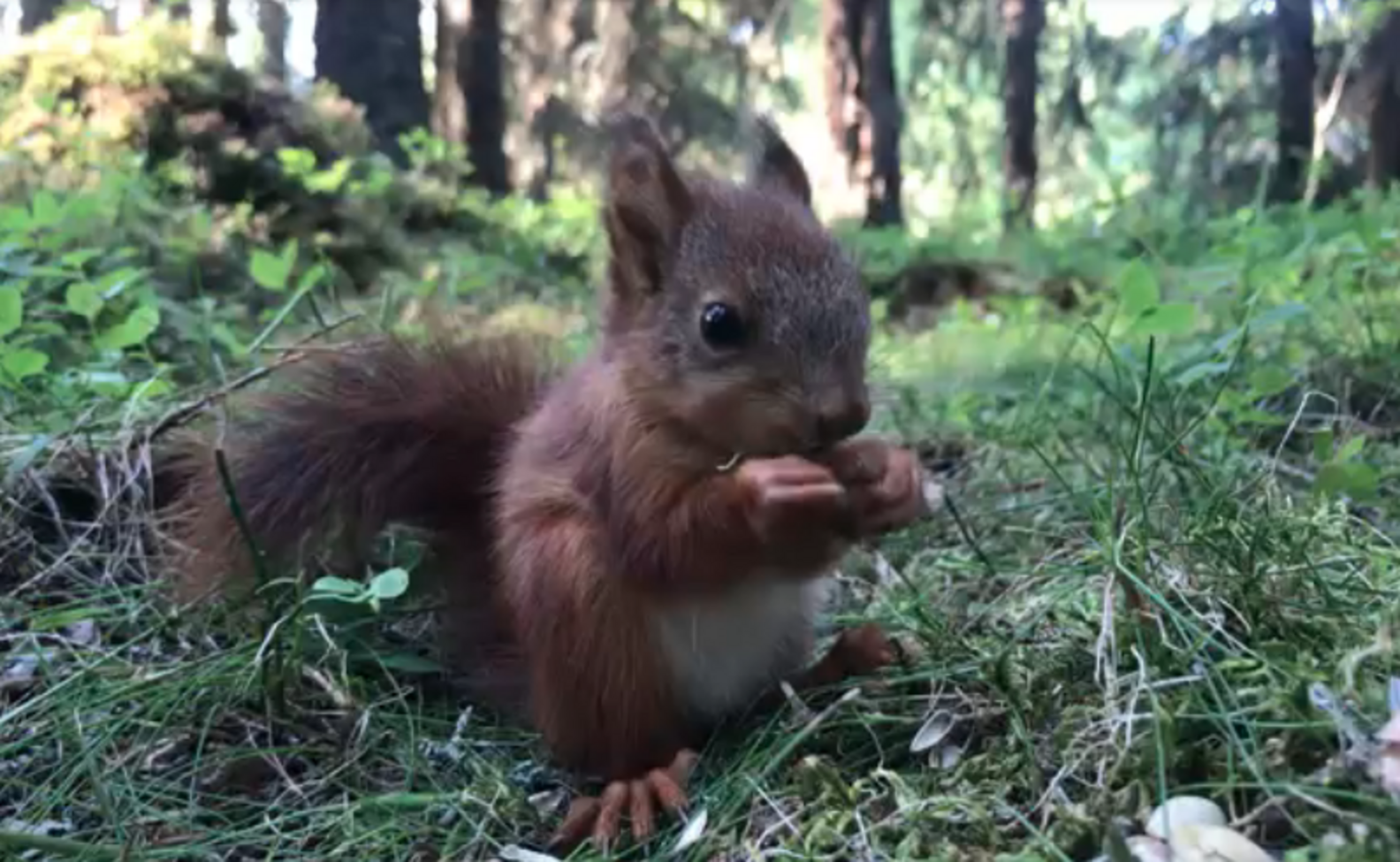Woman Becomes Unlikely Mom To Group Of Wild Baby Squirrels - The Dodo