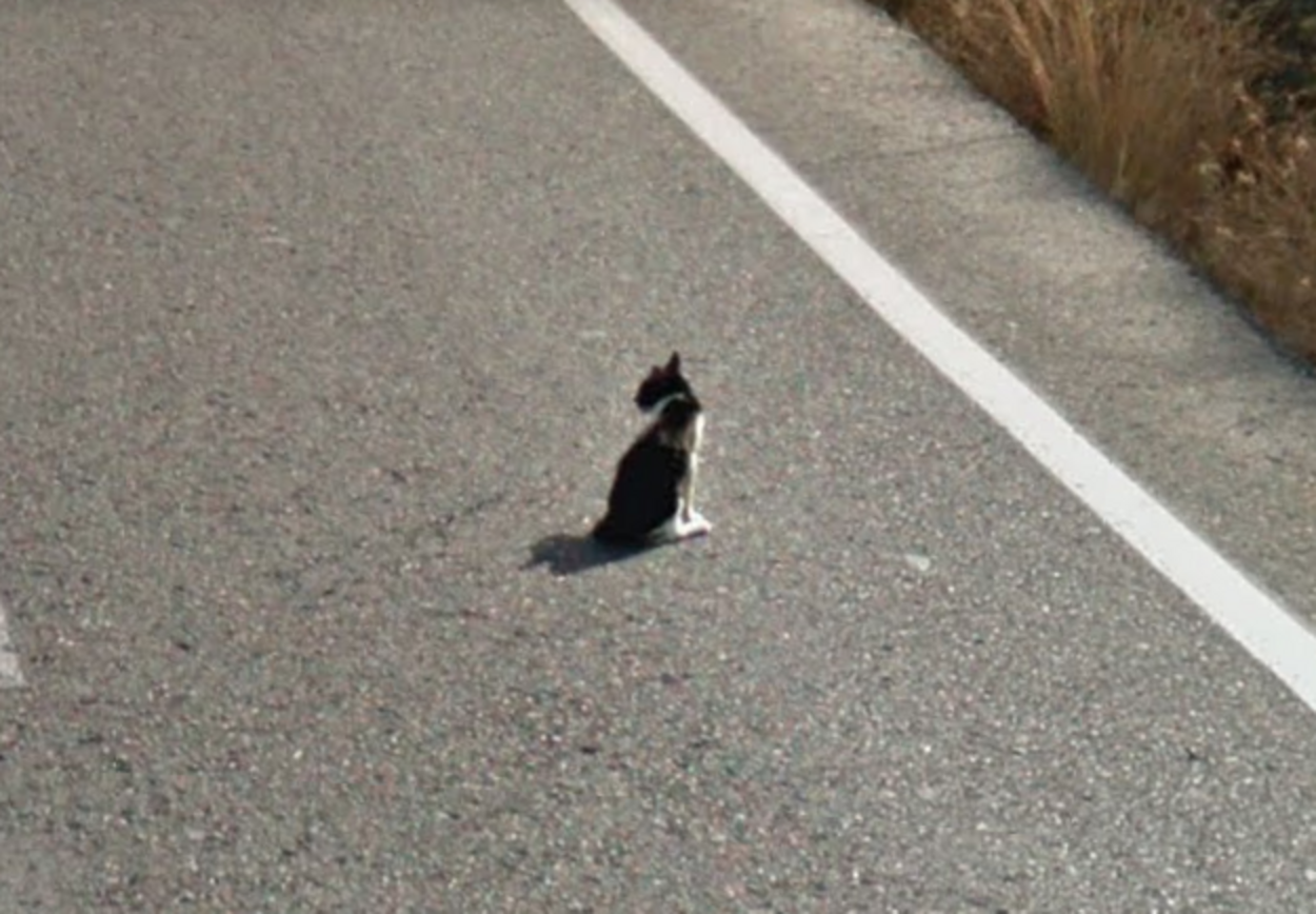 Street View Camera Captures Man's Act Of Kindness For A Stranded Cat ...