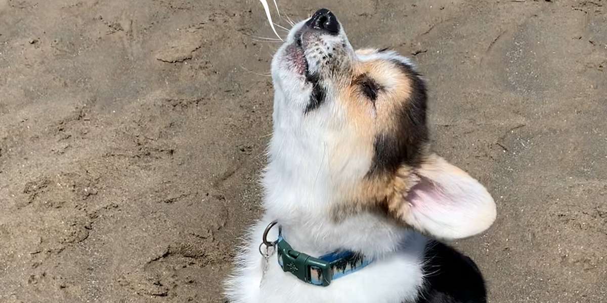 Watch This Blind Corgi Puppy Go From Shy To Wild Man - Videos - The Dodo